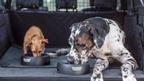 Land Rovers can now come fitted with a dog shower | Top Gear