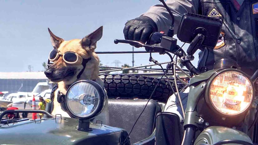Top Gear’s Top 9: the best cars for dogs | Top Gear