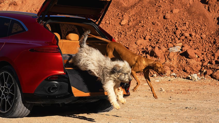 Top Gear’s Top 9: the best cars for dogs | Top Gear