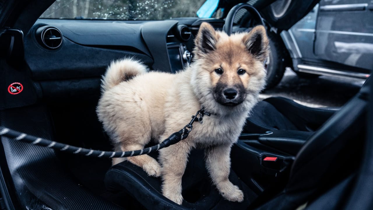 #NationalPuppyDay: here are 20 dogs in cars | Top Gear