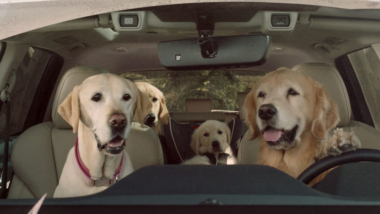 #InternationalDogDay: here are 20 more dogs in cars | Top Gear